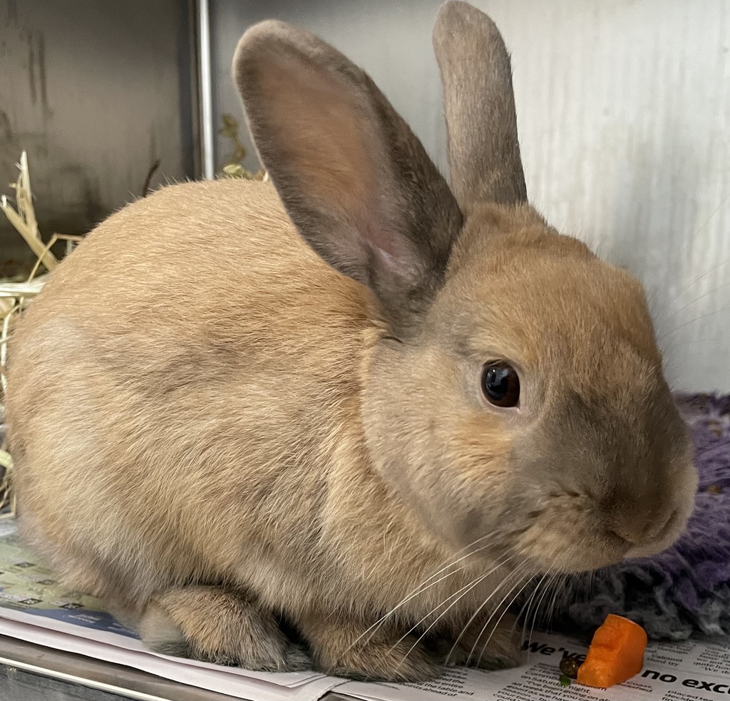 Torell - Male Netherland Dwarf Mix Rabbit in VIC - PetRescue