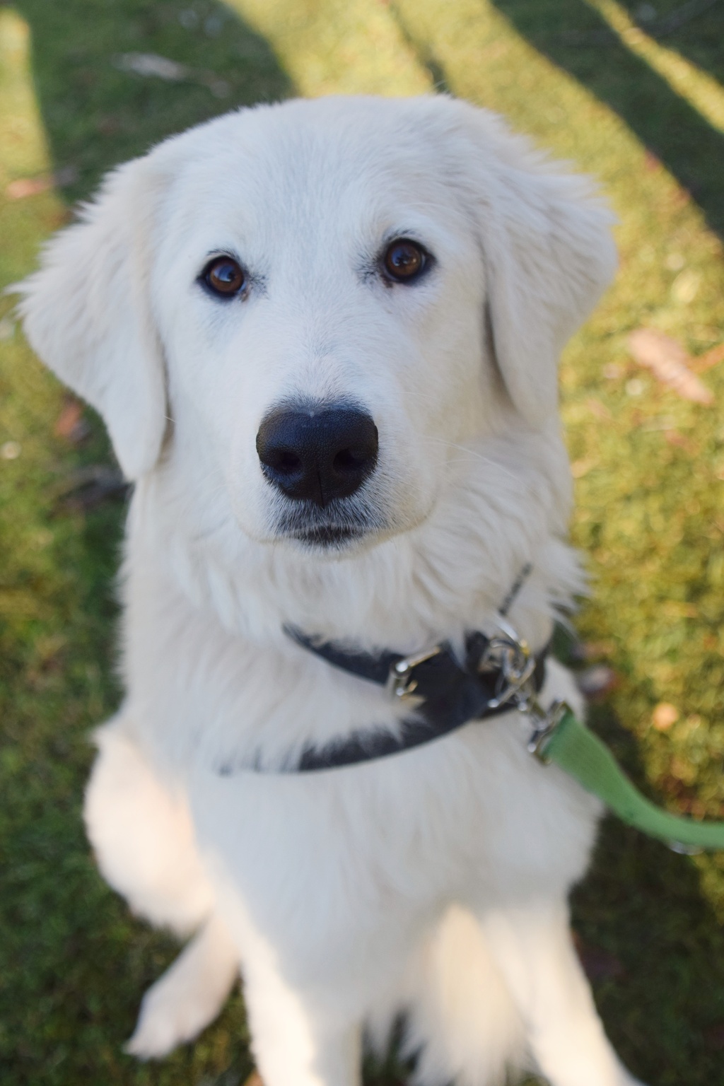 Millie - Large Female Maremma Sheepdog Mix Dog in QLD - PetRescue