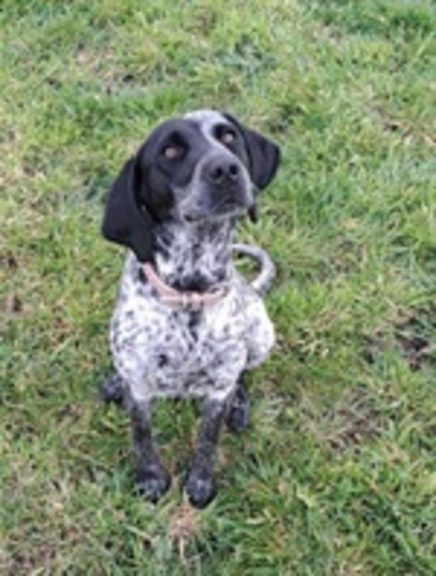 Addie - Medium Female Beagle x German Shorthaired Pointer Dog in VIC ...