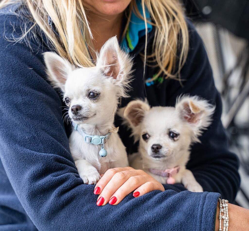 Jester - Small Male Long Hair Chihuahua Mix Dog in QLD - PetRescue