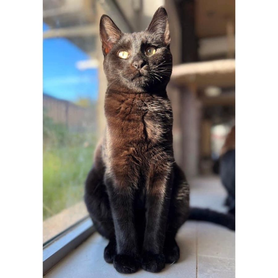 8976 - Slinky Malinky - Male Domestic Short Hair Cat in WA - PetRescue