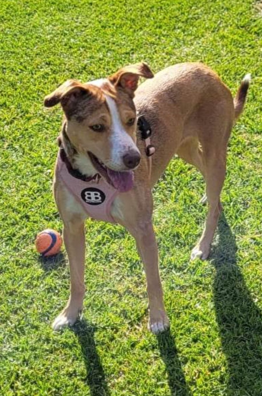 A Skye - Medium Female Koolie Mix Dog in VIC - PetRescue