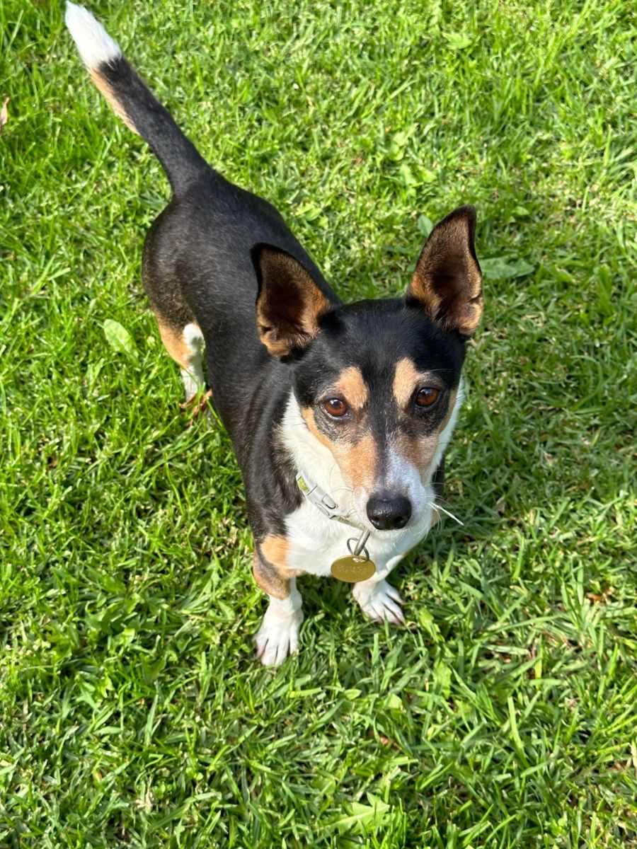 Nathan - Small Male Jack Russell Terrier Mix Dog in VIC - PetRescue