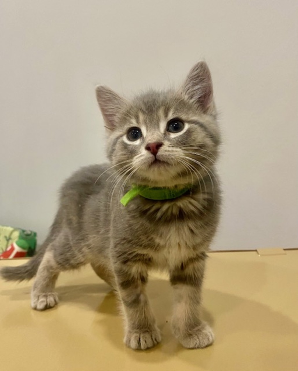 Finnigan - Male Dsh Mix Cat in VIC - PetRescue