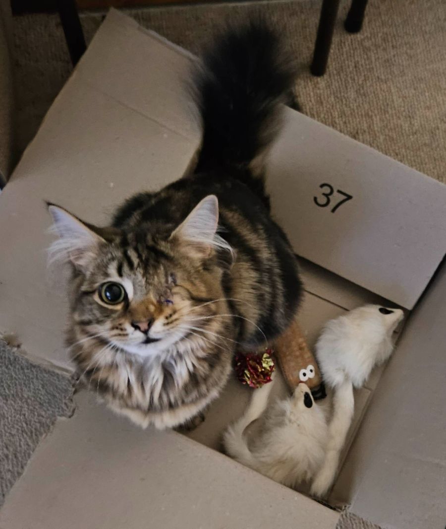 Pirate Bonny - Female Domestic Medium Hair Cat in VIC - PetRescue