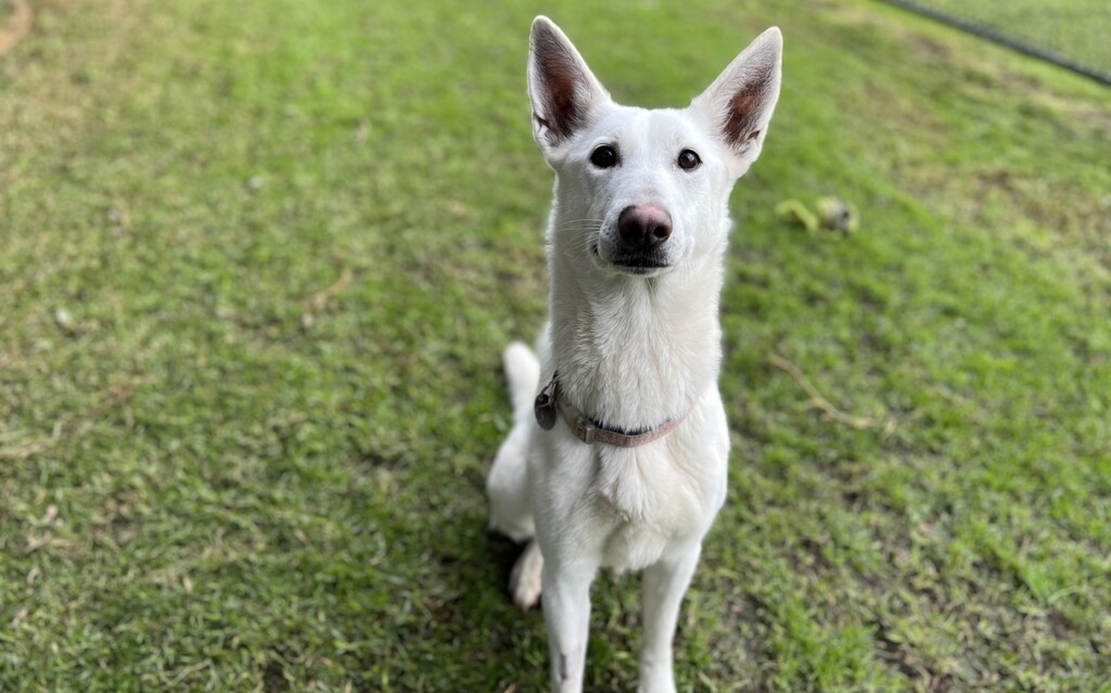 Yuna - Large Female Swiss Shepherd Mix Dog in VIC - PetRescue