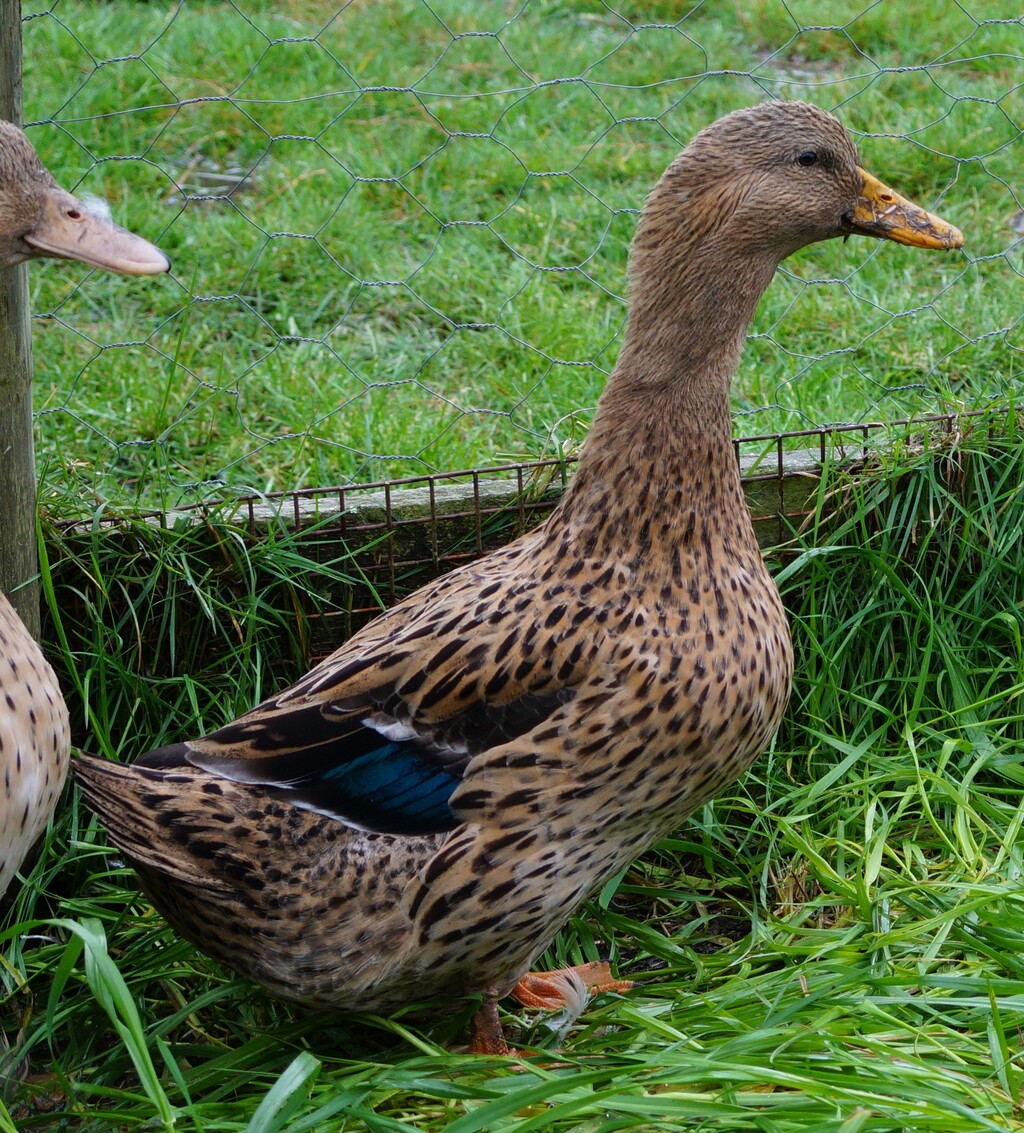 Melanie - Female Duck Mix Fowl in TAS - PetRescue