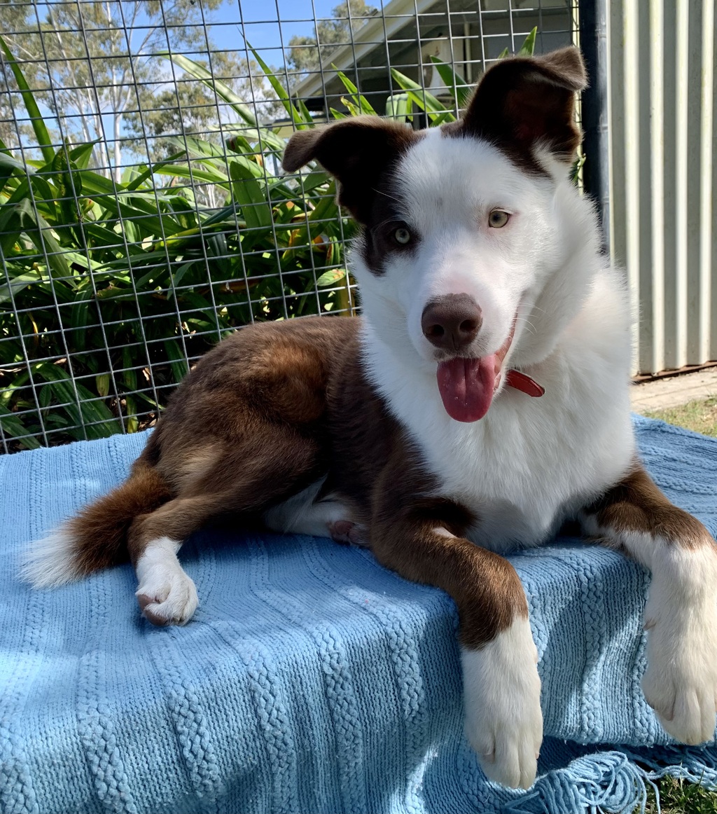 Rip - Medium Male Border Collie x Australian Koolie Mix Dog in QLD ...