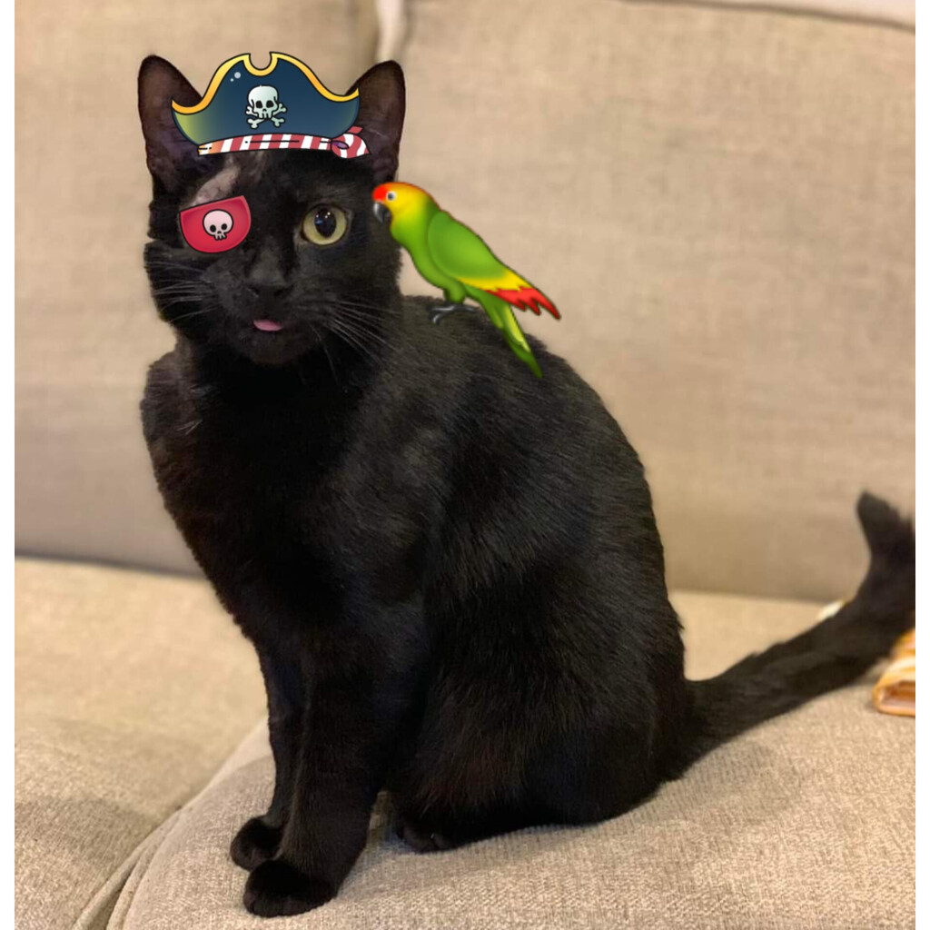 Isa (eesa) - Female Domestic Short Hair Cat in VIC - PetRescue