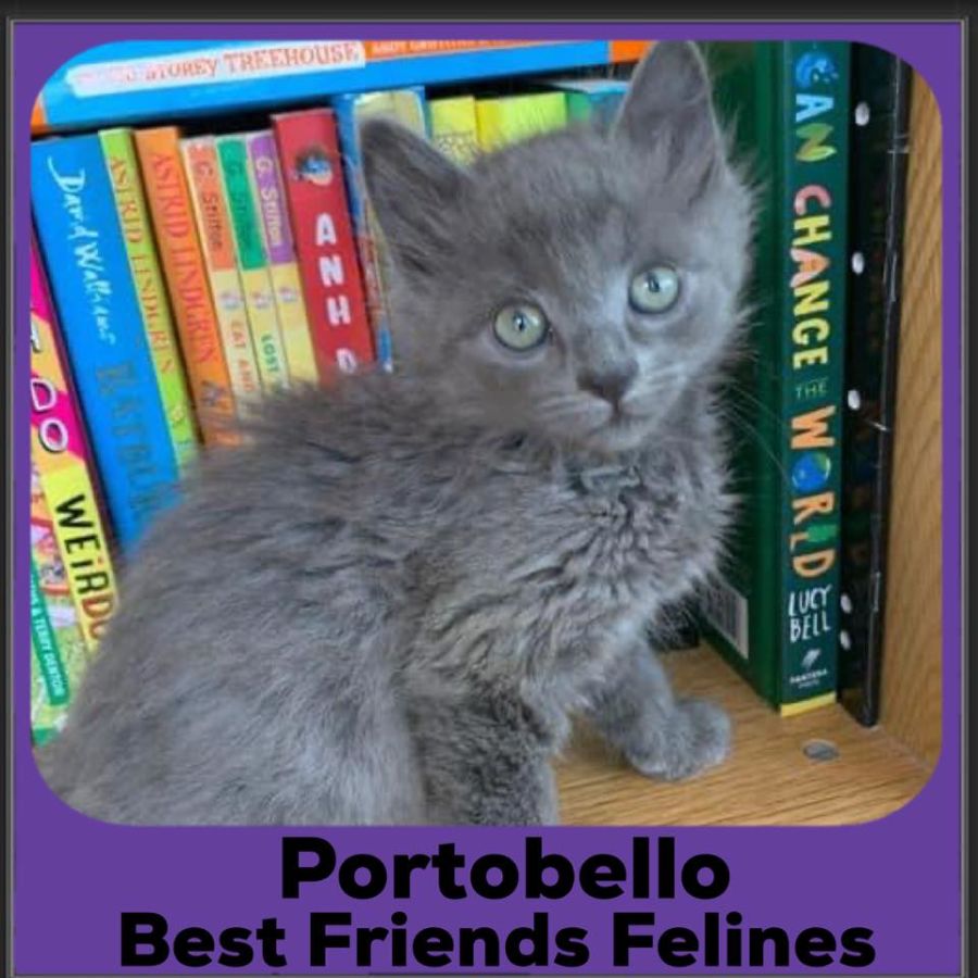 Portobello - Female Domestic Short Hair Cat in QLD - PetRescue