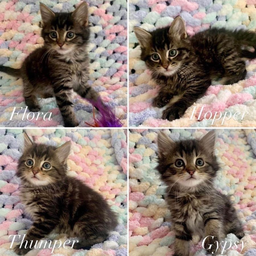 9496/7/4/5 - Flora, Gypsy, Hopper & Thumper - Female Domestic Medium ...