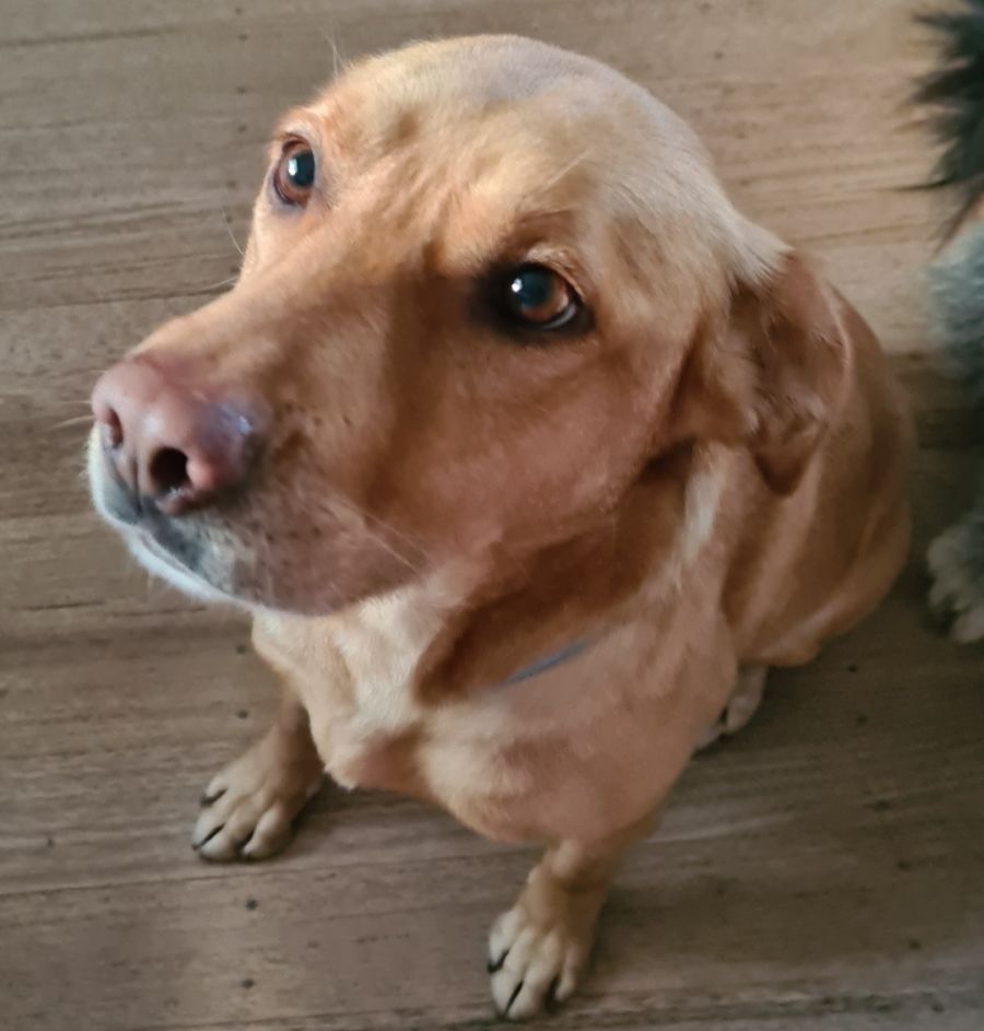 Woewy - Medium Female Labrador x Kelpie Mix Dog in VIC - PetRescue