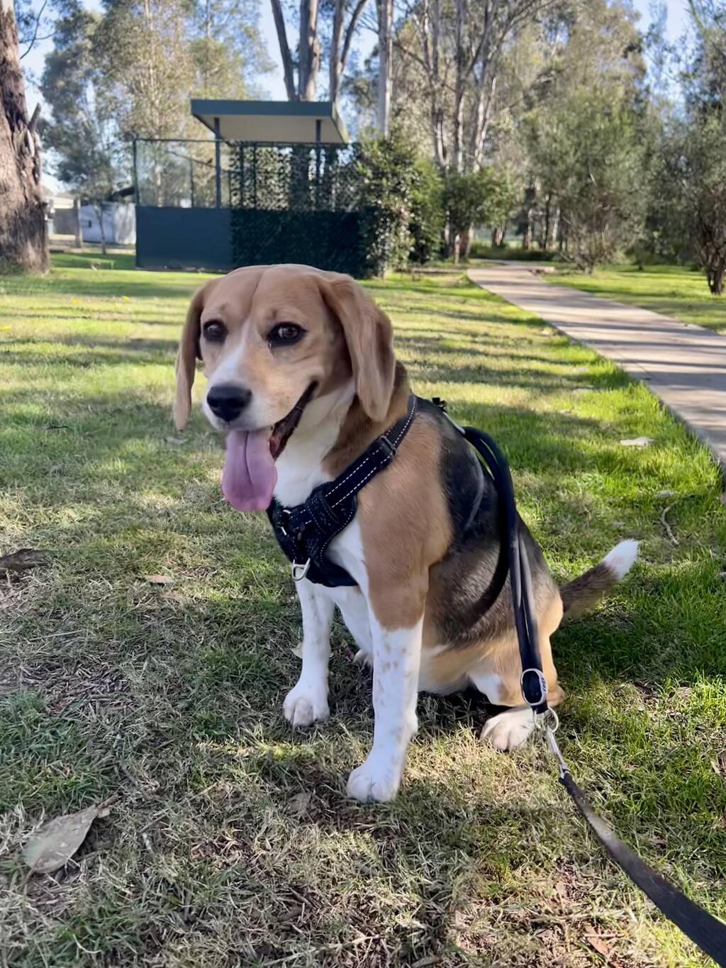 Cara - Medium Female Beagle Mix Dog in NSW - PetRescue