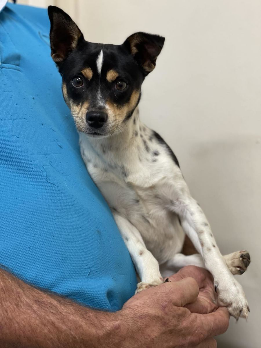 Tiny Tim - Small Male Miniature Fox Terrier x Chihuahua Dog in QLD ...