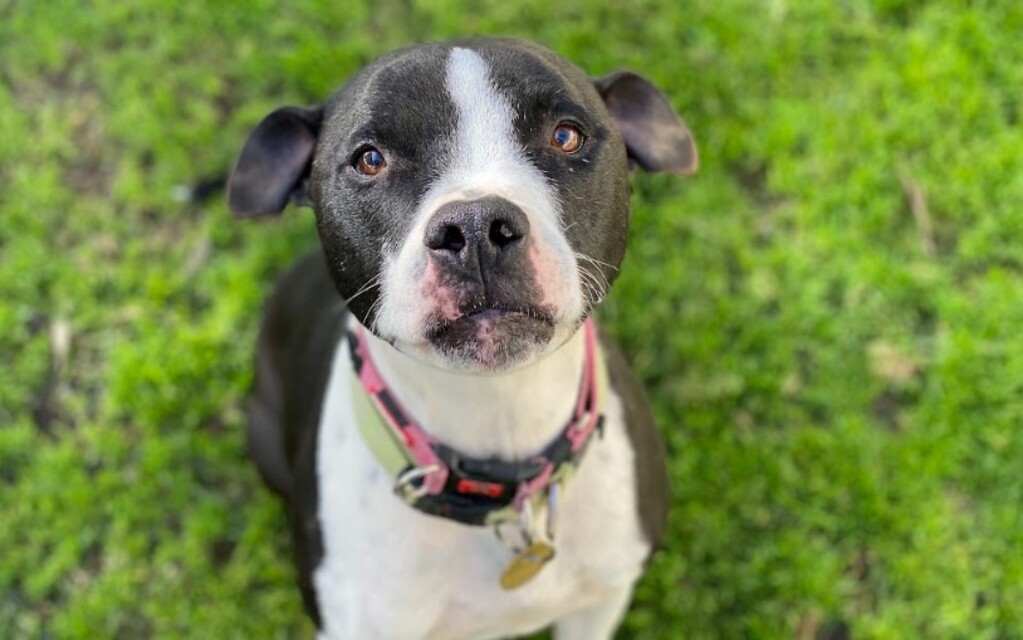 Jj - Medium Male American Staffy Mix Dog in VIC - PetRescue