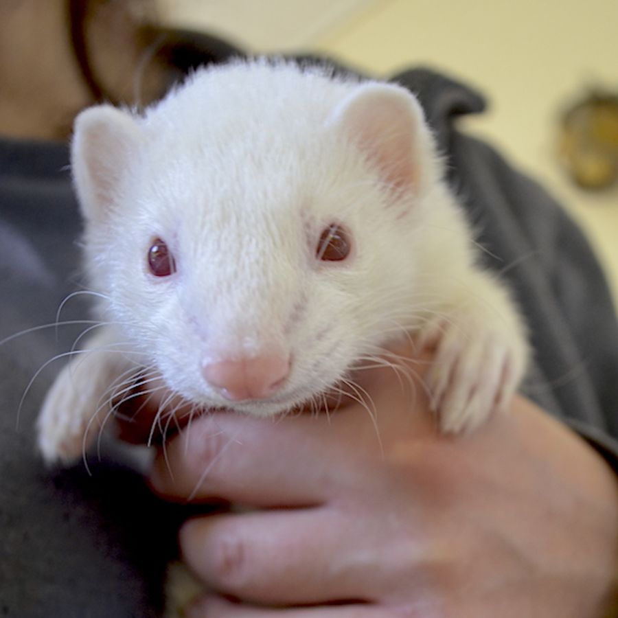 Evie - Female Ferret in NSW - PetRescue