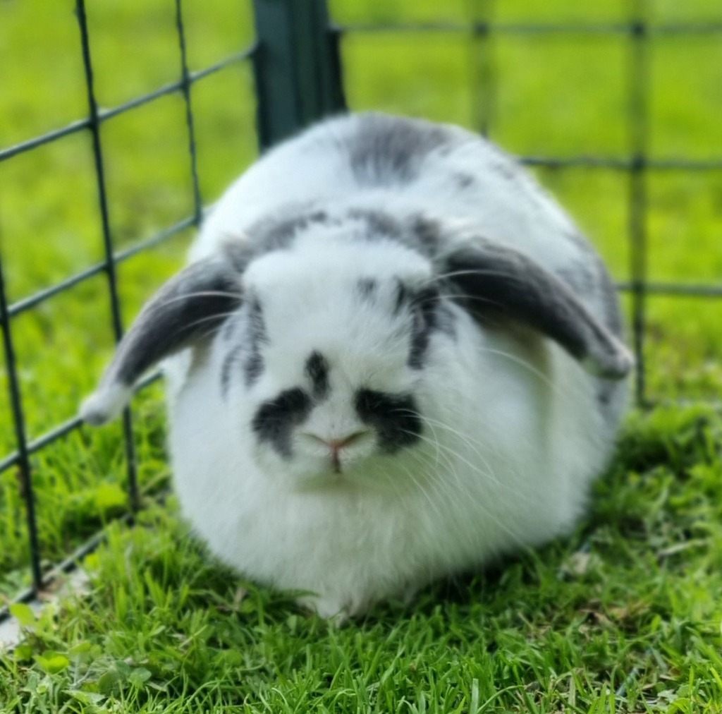 General Flopsy - Female Mini Lop Mix Rabbit in VIC - PetRescue