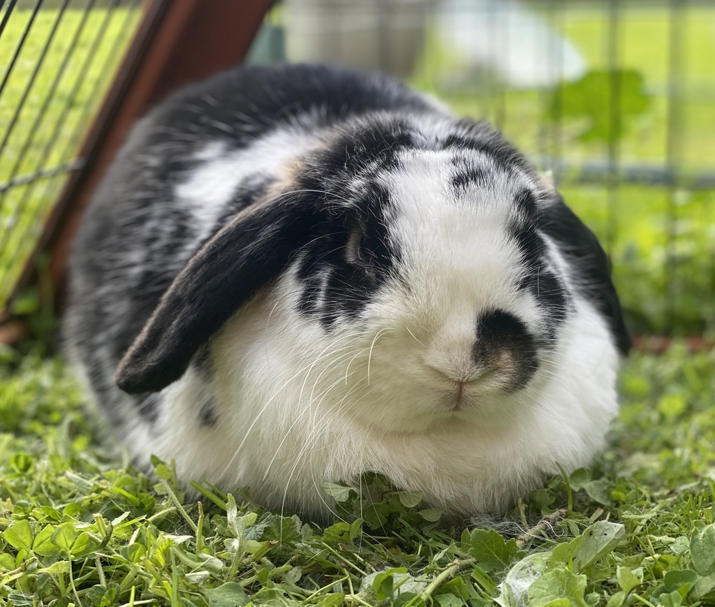 Shadow - Female Mini Lop Mix Rabbit in VIC - PetRescue
