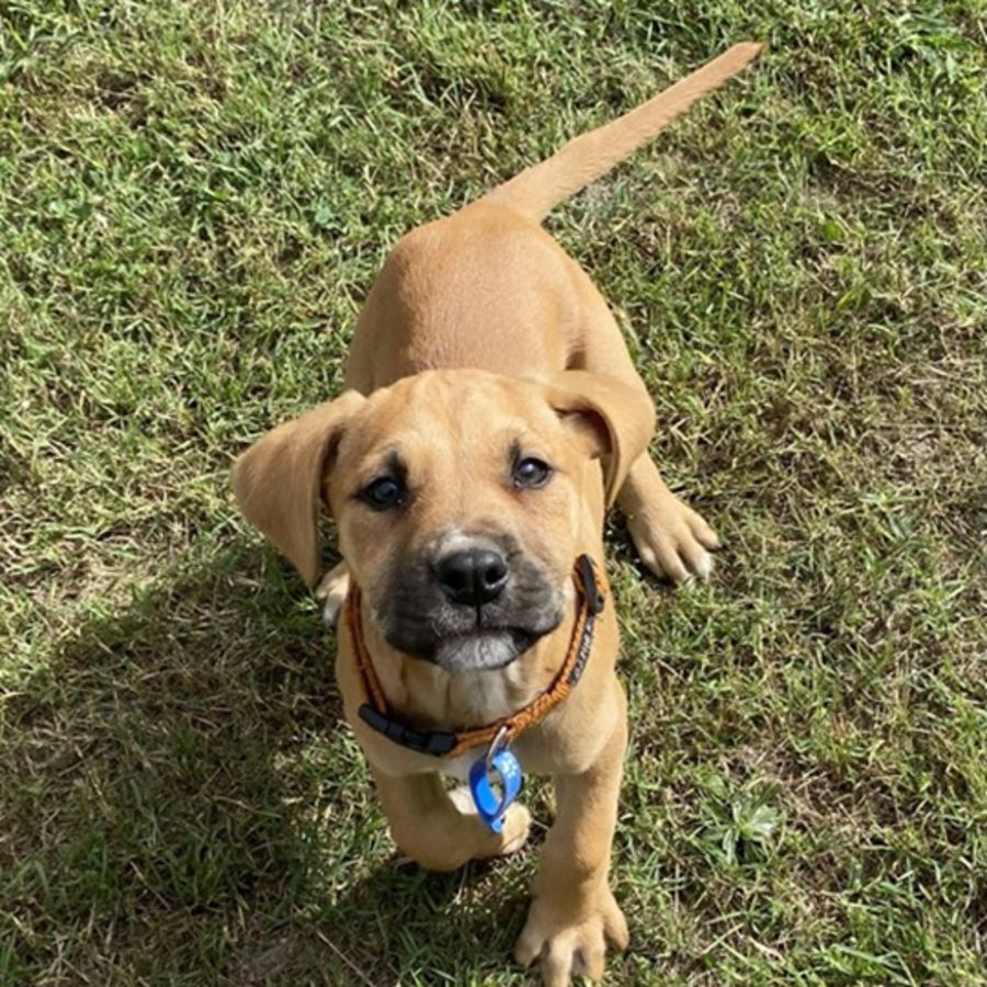 Ariel - Large Female Rhodesian Ridgeback Mix Dog in QLD - PetRescue