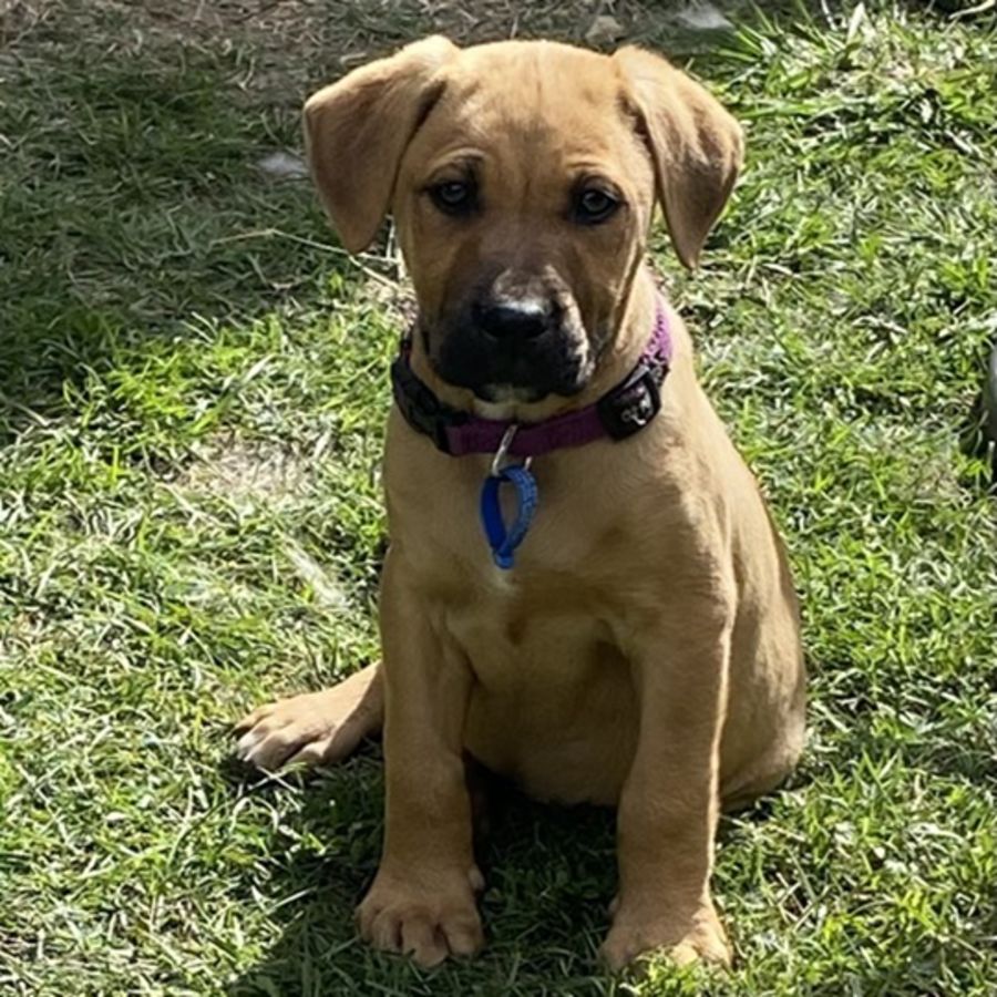 Merida - Large Female Rhodesian Ridgeback Mix Dog in QLD - PetRescue