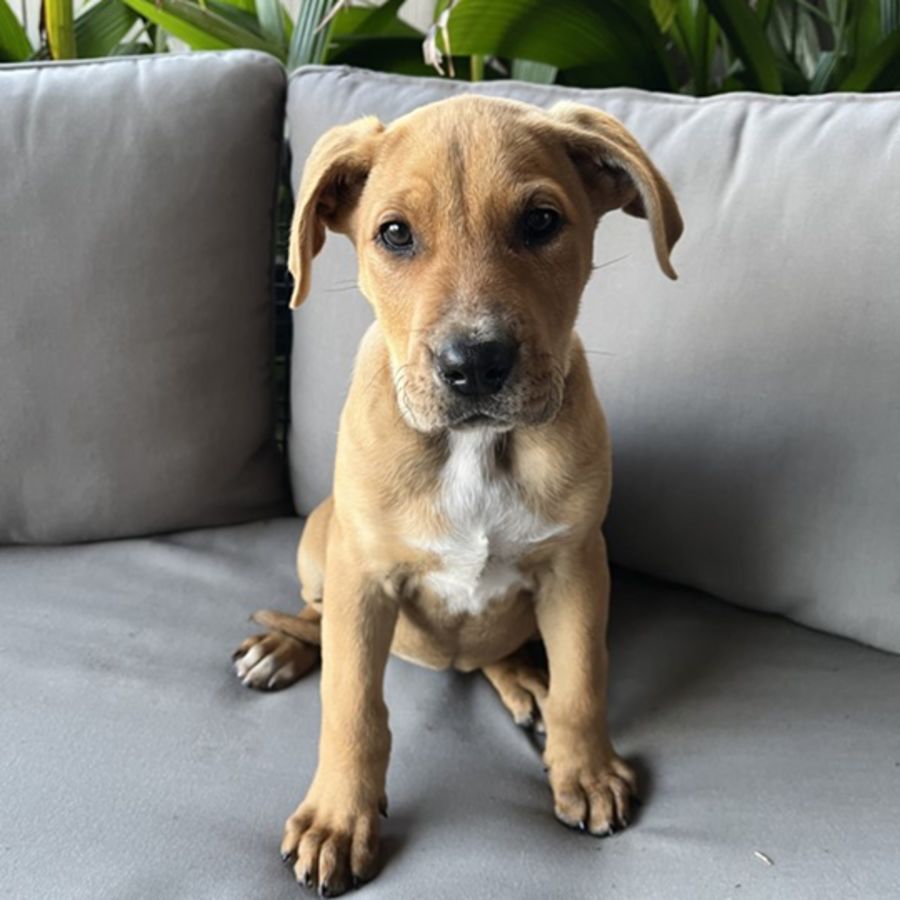 Mulan - Large Female Rhodesian Ridgeback Mix Dog in QLD - PetRescue