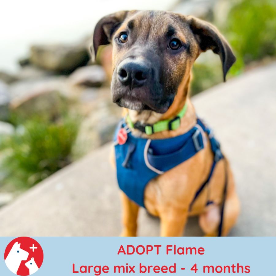 Flame - Medium Male Staffordshire Bull Terrier x Belgian Shepherd ...
