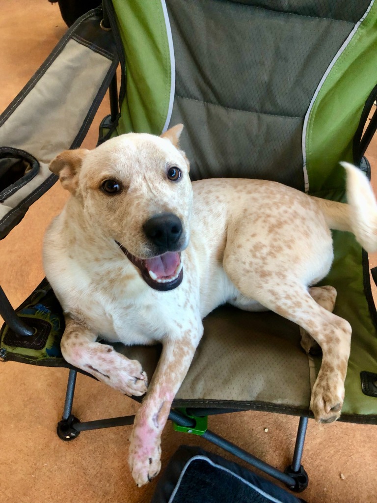 Diesel - Medium Male Mixed Breed Mix Dog in WA - PetRescue