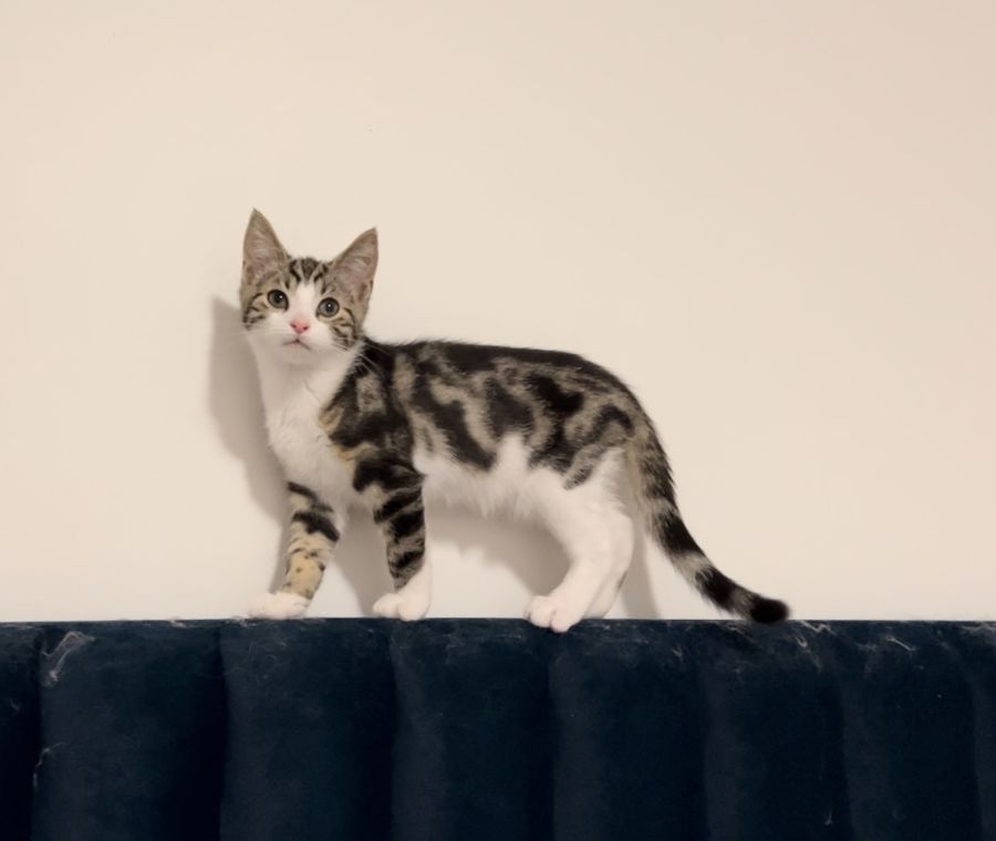 Tigger - Male Domestic Short Hair Cat in VIC - PetRescue