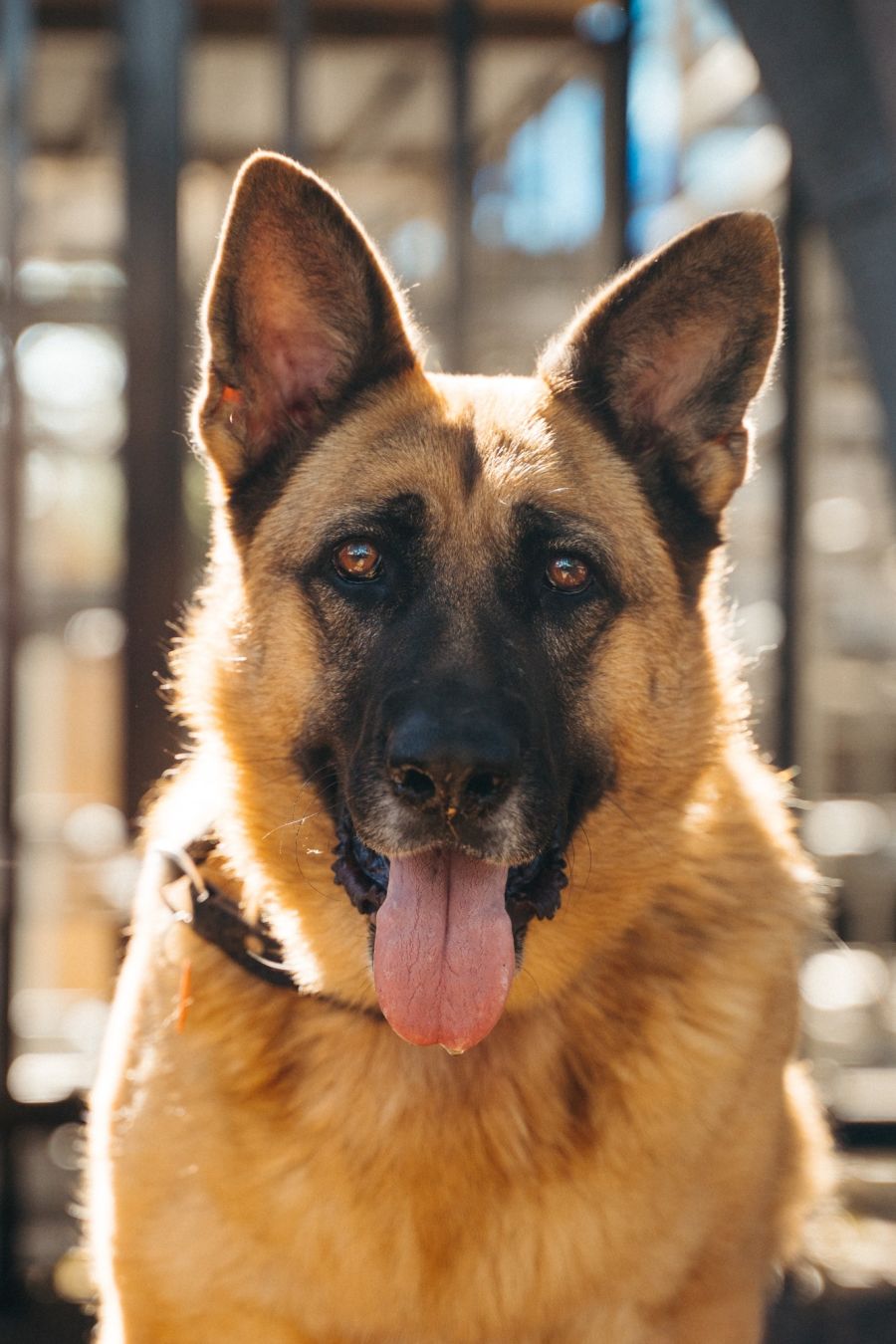 Nala - Large Female German Shepherd Dog in NSW - PetRescue