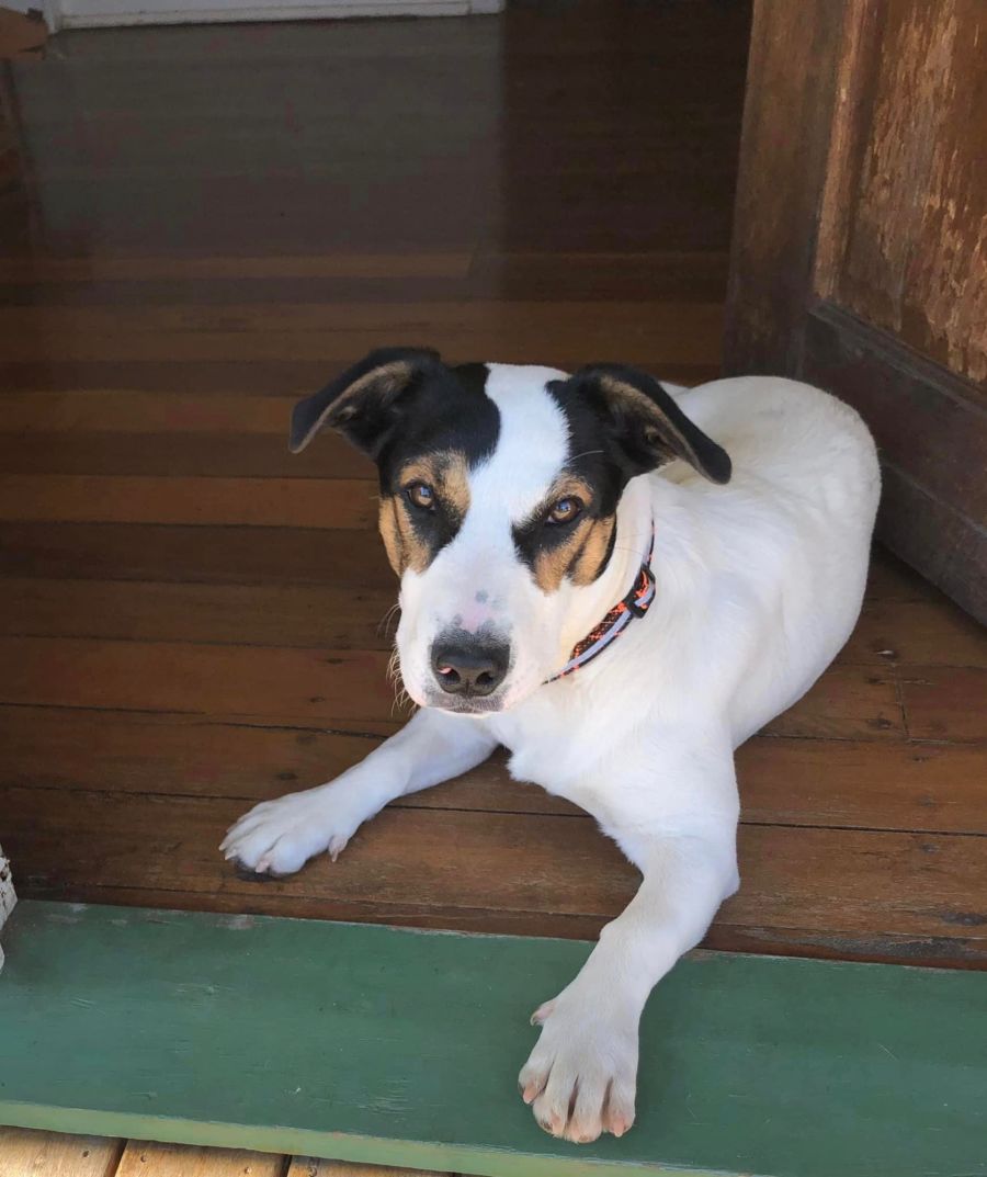 Jarrah - Small Male Jack Russell Terrier Mix Dog in QLD - PetRescue