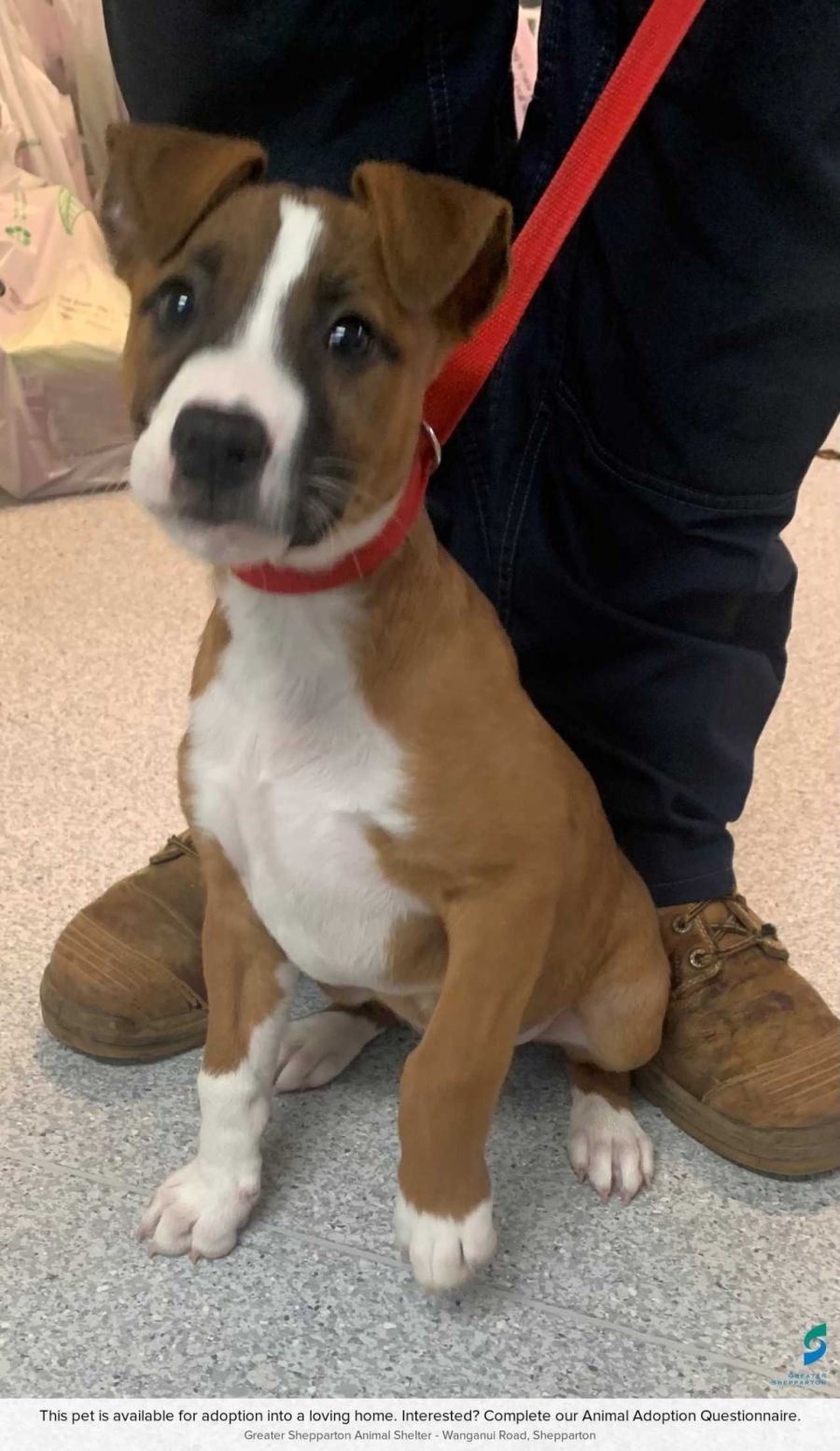 Knuckles - Large Male Boxer x Staffy Mix Dog in VIC - PetRescue