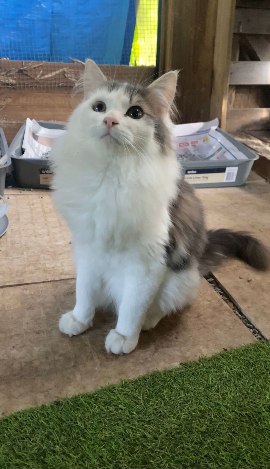 Smooch - Male Domestic Medium Hair Cat in QLD - PetRescue