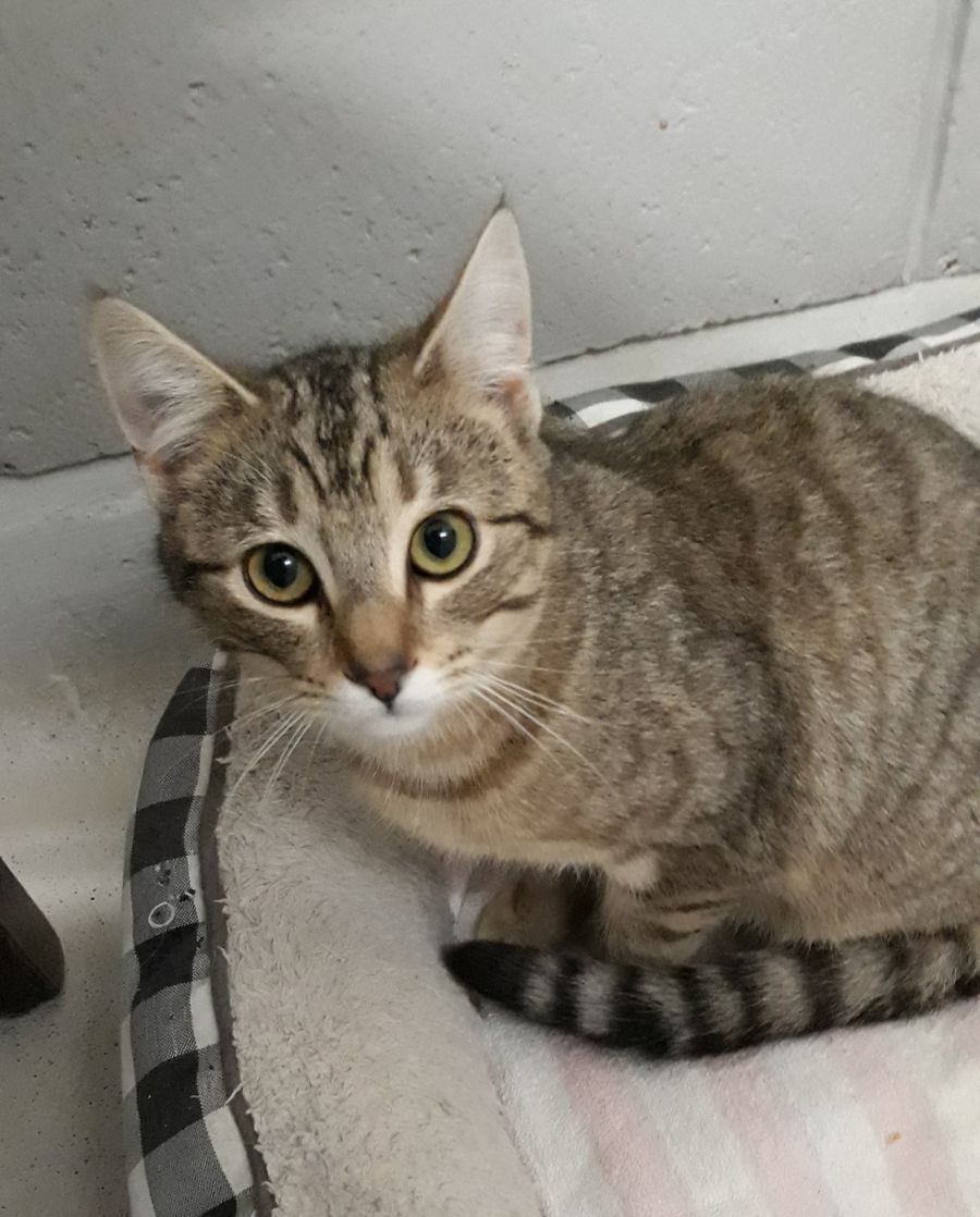 Rolo - Male Domestic Short Hair Cat in VIC - PetRescue