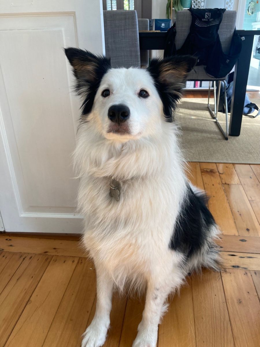 Wilbur - Medium Male Border Collie Dog in NSW - PetRescue