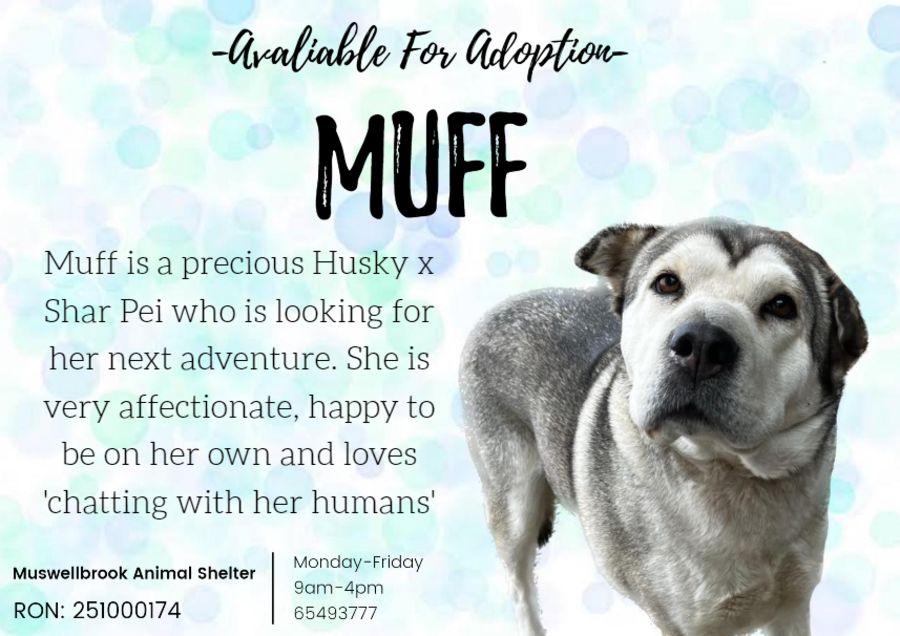 Muff - Large Female Husky x Shar-Pei x Siberian Husky Mix Dog in NSW ...