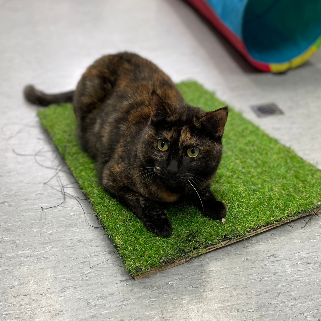 Skiddy Kitty - Female Domestic Short Hair Mix Cat in VIC - PetRescue