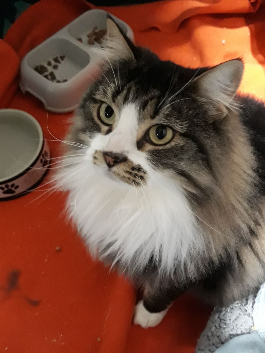 Noot Noot - Female Domestic Long Hair Cat in VIC - PetRescue