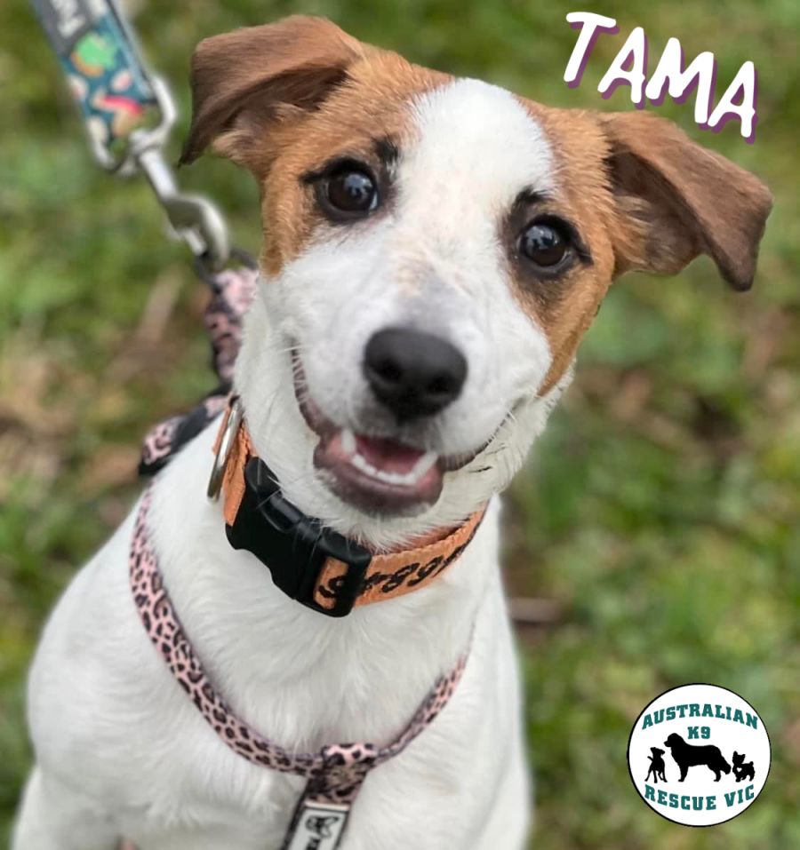 Tama - Small Male Jack Russell Terrier Mix Dog in VIC - PetRescue