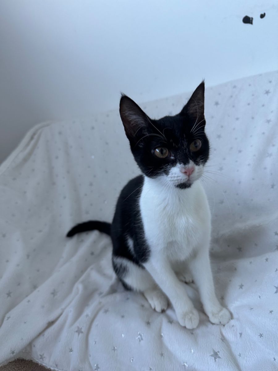 Lil - Female Domestic Short Hair Cat in NSW - PetRescue