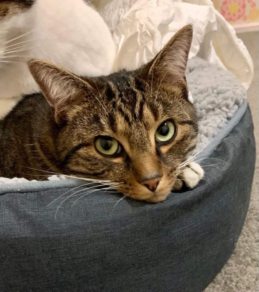 Jonah - Male Domestic Short Hair Cat in VIC - PetRescue