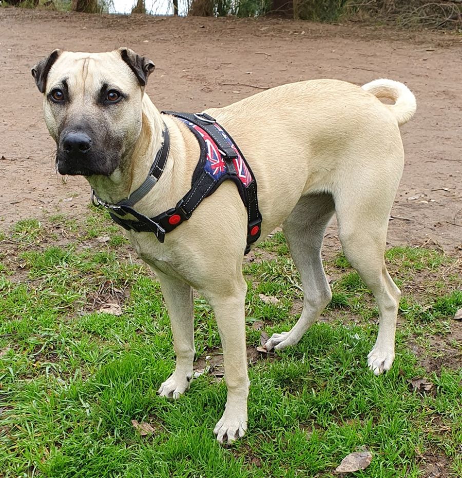 Maggie - Medium Female Shar-Pei x Alaskan Malamute x Staghound Mix Dog ...