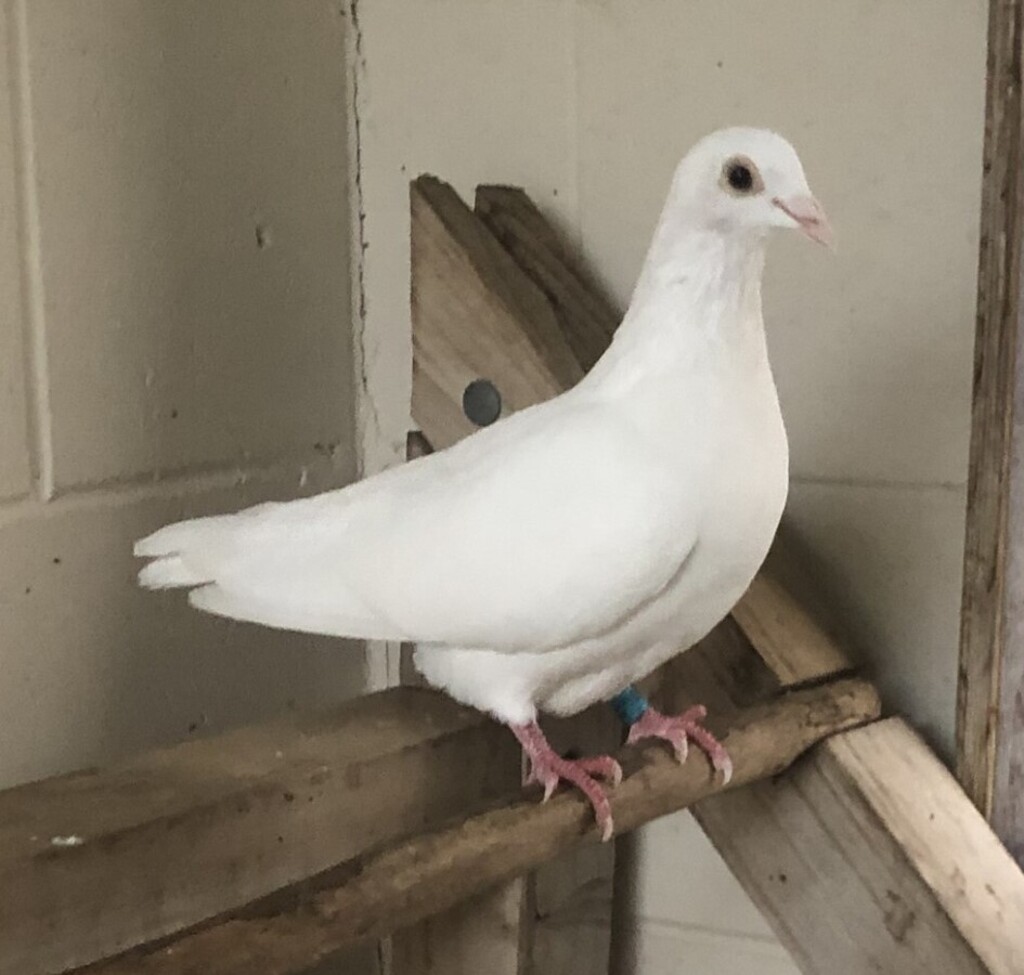 Birdy - Female Dove Mix Bird in QLD - PetRescue