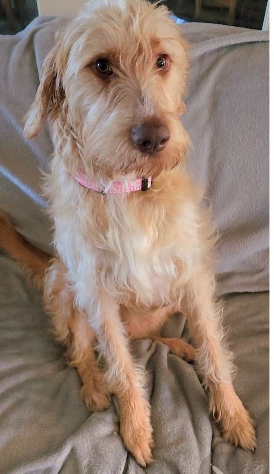 Molly - Medium Female Staghound x German Wirehaired Pointer Mix Dog in ...