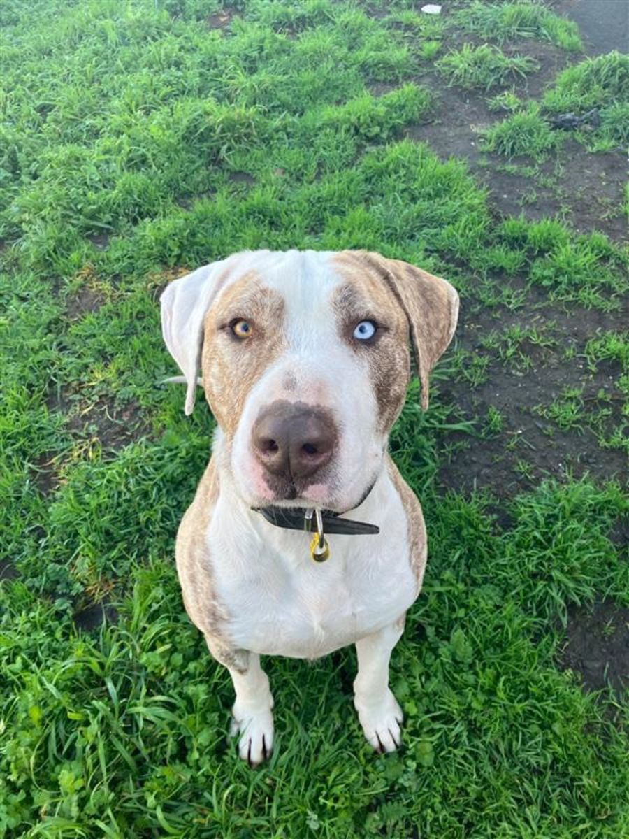 Brutus - Large Male Bull Arab x Catahoula Dog in VIC - PetRescue