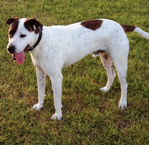 Chance - Large Male Mastiff x Pointer Mix Dog in WA - PetRescue