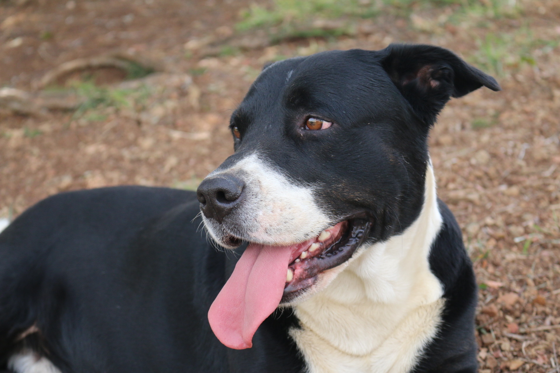 Dalton (adoption pending) - Large Male Border Collie x Bullmastiff Mix ...
