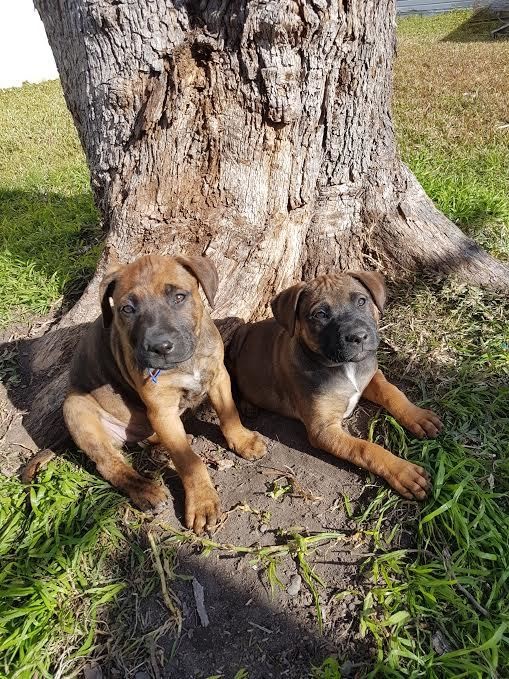 Angel - Staffy x Cattle - Puppy (on trial 23/07/16 - Medium Female ...