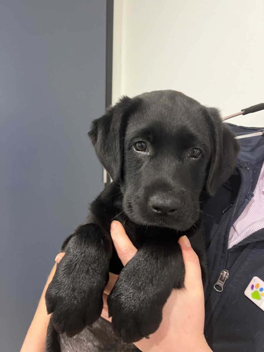 Cole - Medium Male Labrador Dog in NSW - PetRescue