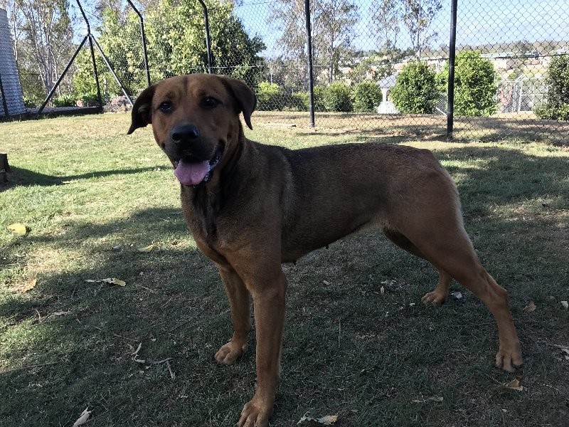 Milly - Large Female Rhodesian Ridgeback x Rottweiler Mix Dog in QLD ...
