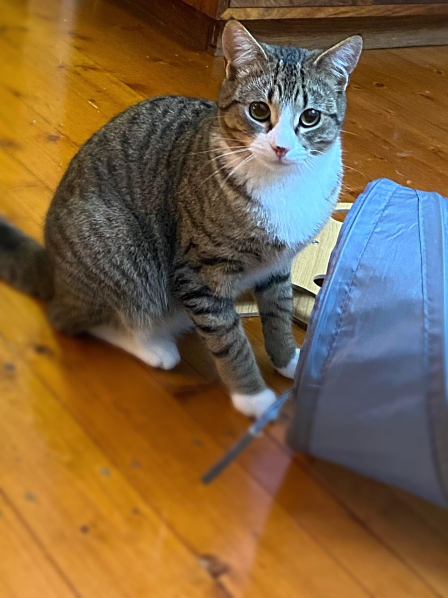 Spud - Male Domestic Short Hair Cat in VIC - PetRescue